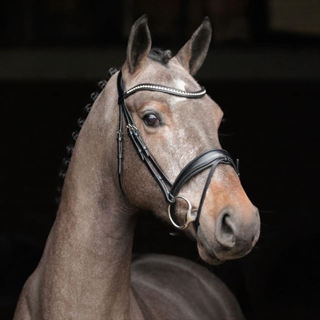 TANGELO'S SON TZ | Visit me here at Wauwhorse.com