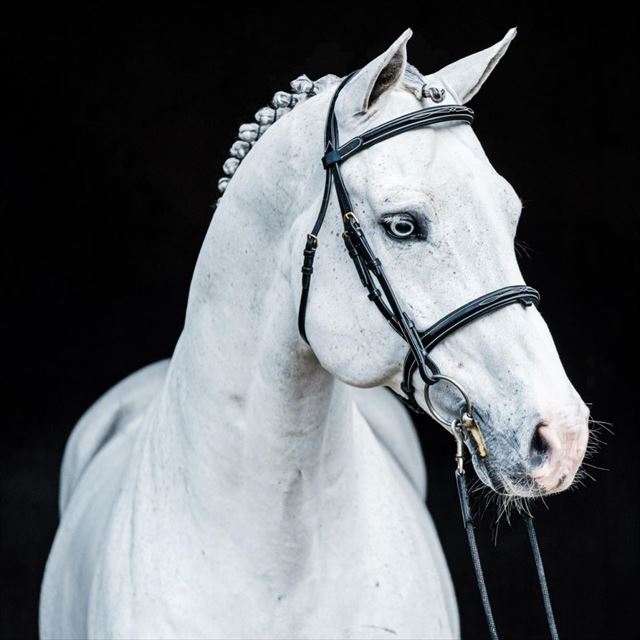 CARIBIS Z | Visit me here at Wauwhorse.com