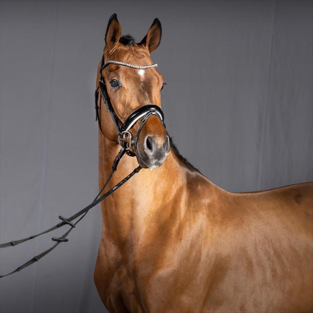 FOUR ROSES | Visit me here at Wauwhorse.com