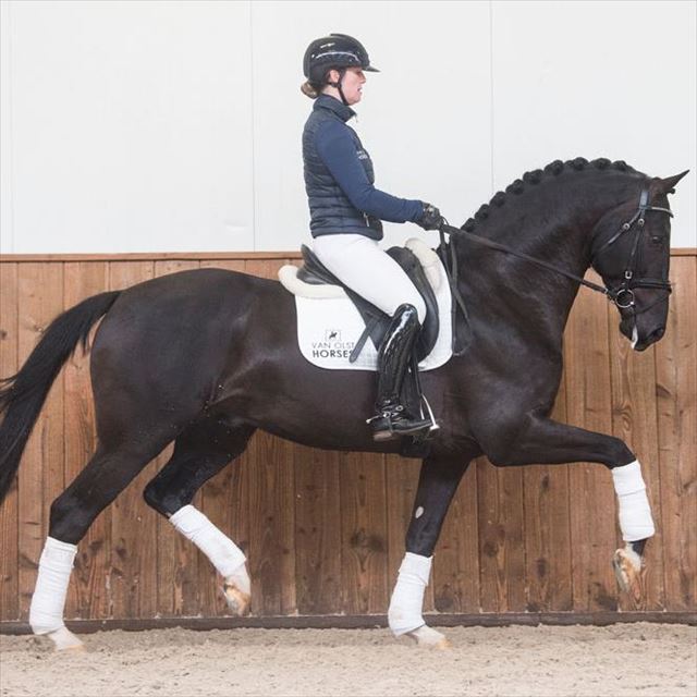 JAYSON | Visit me here at Wauwhorse.com