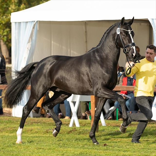 GLOCK'S ENERGY | Visit me here at Wauwhorse.com